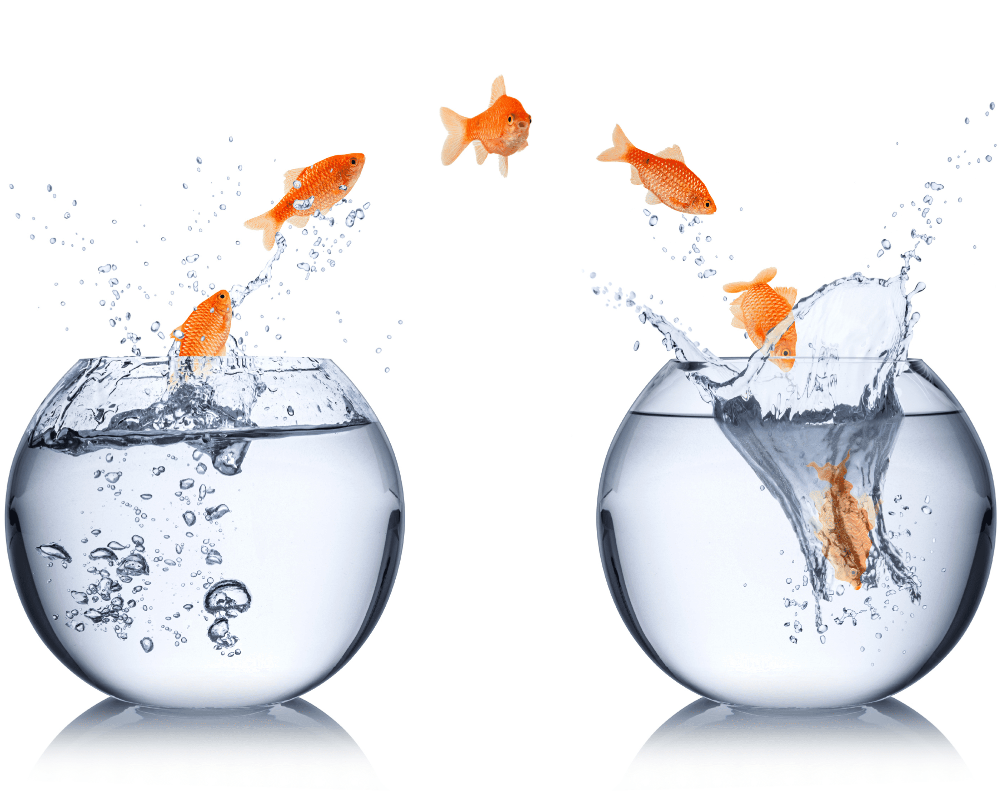 Parcours résidentiel étudiant : attribution / mutation